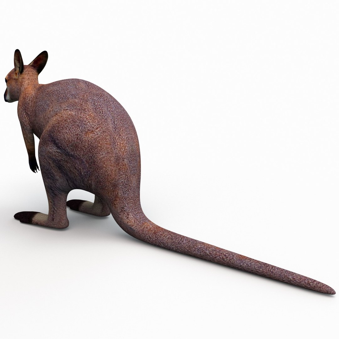 3ds max wallaby