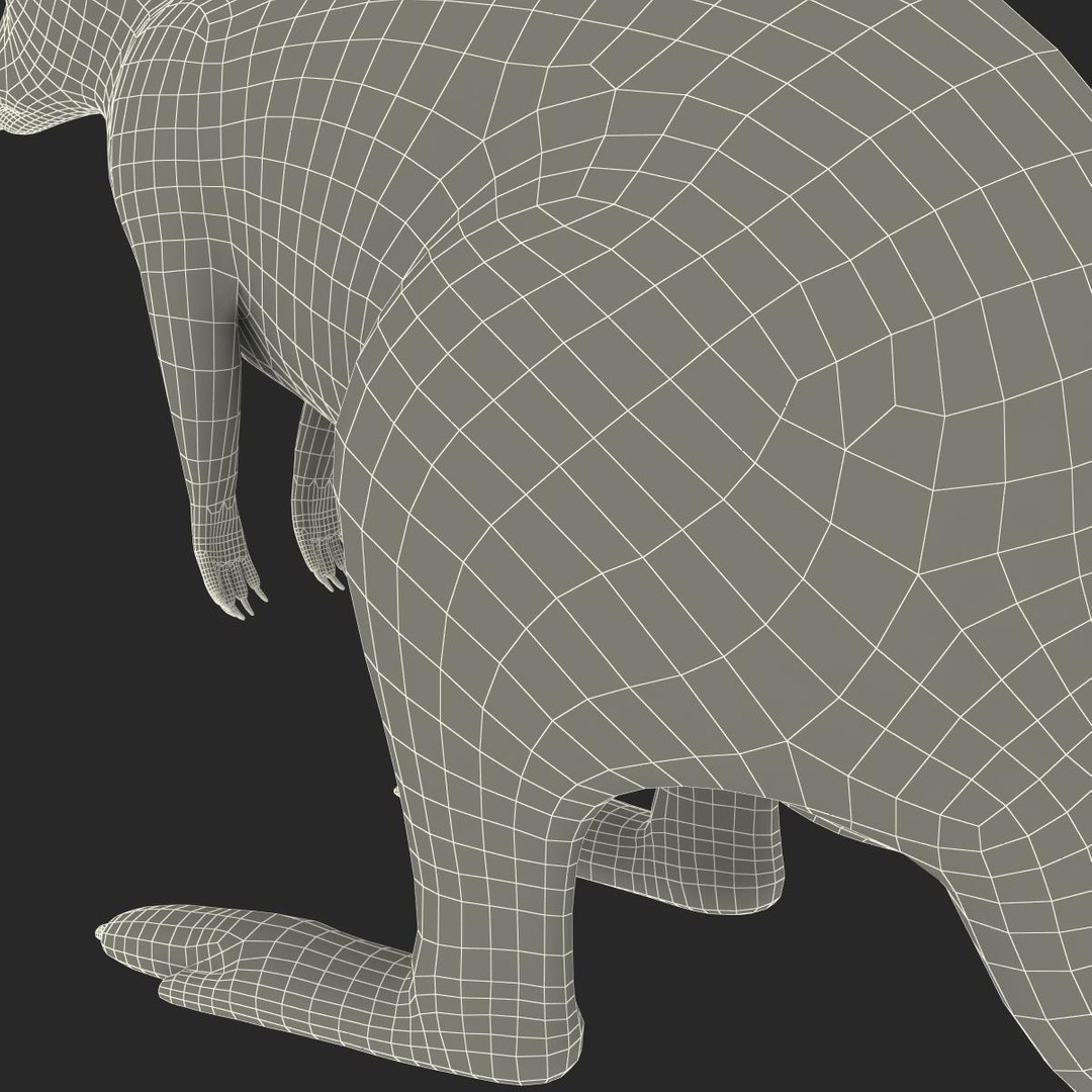 3ds max wallaby