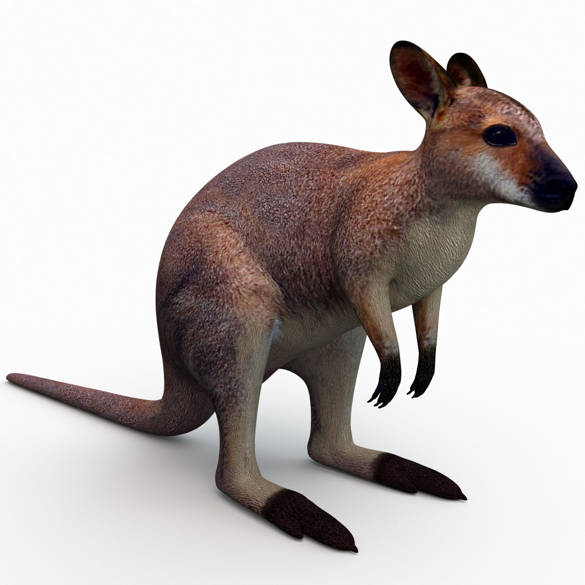 3ds max wallaby