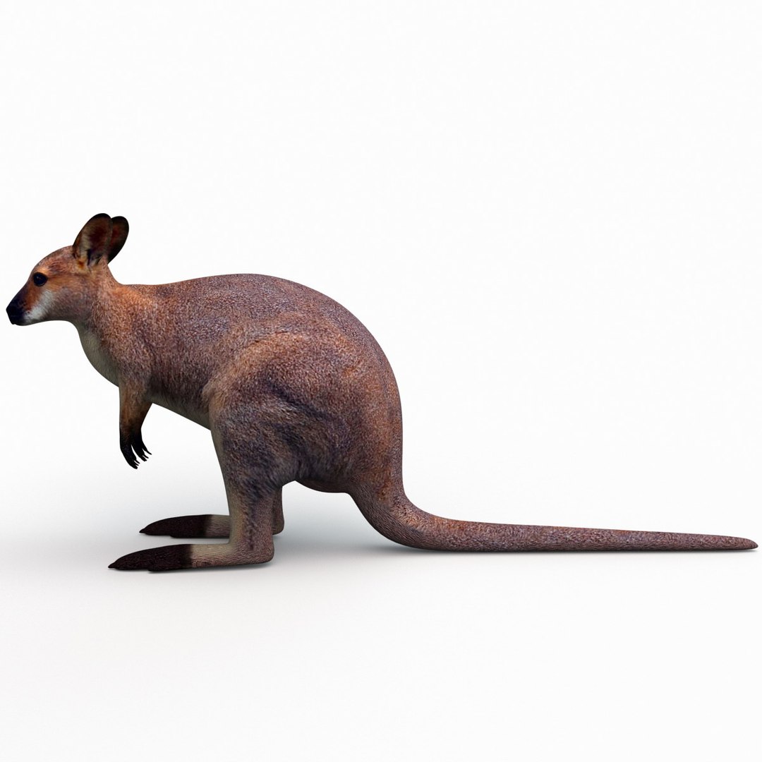 3ds max wallaby