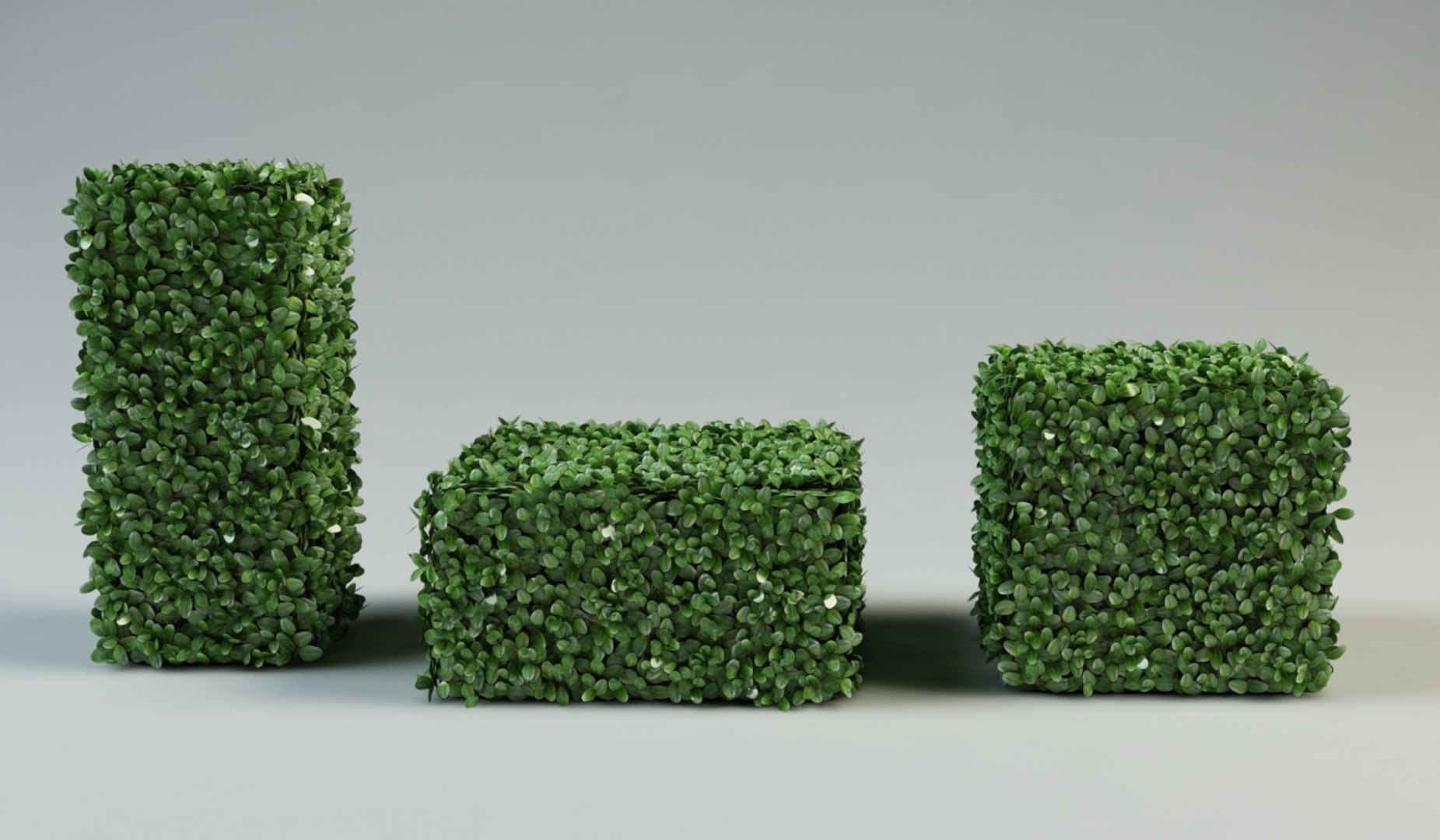 3d Pyramidal Boxwood