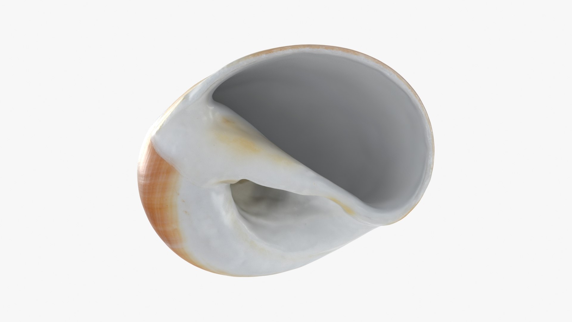 3D Natica Vitellus - TurboSquid 2192984