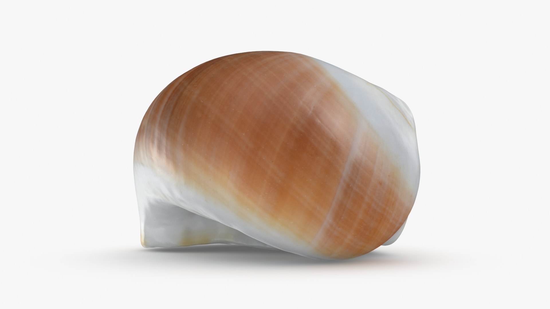 3D Natica Vitellus - TurboSquid 2192984