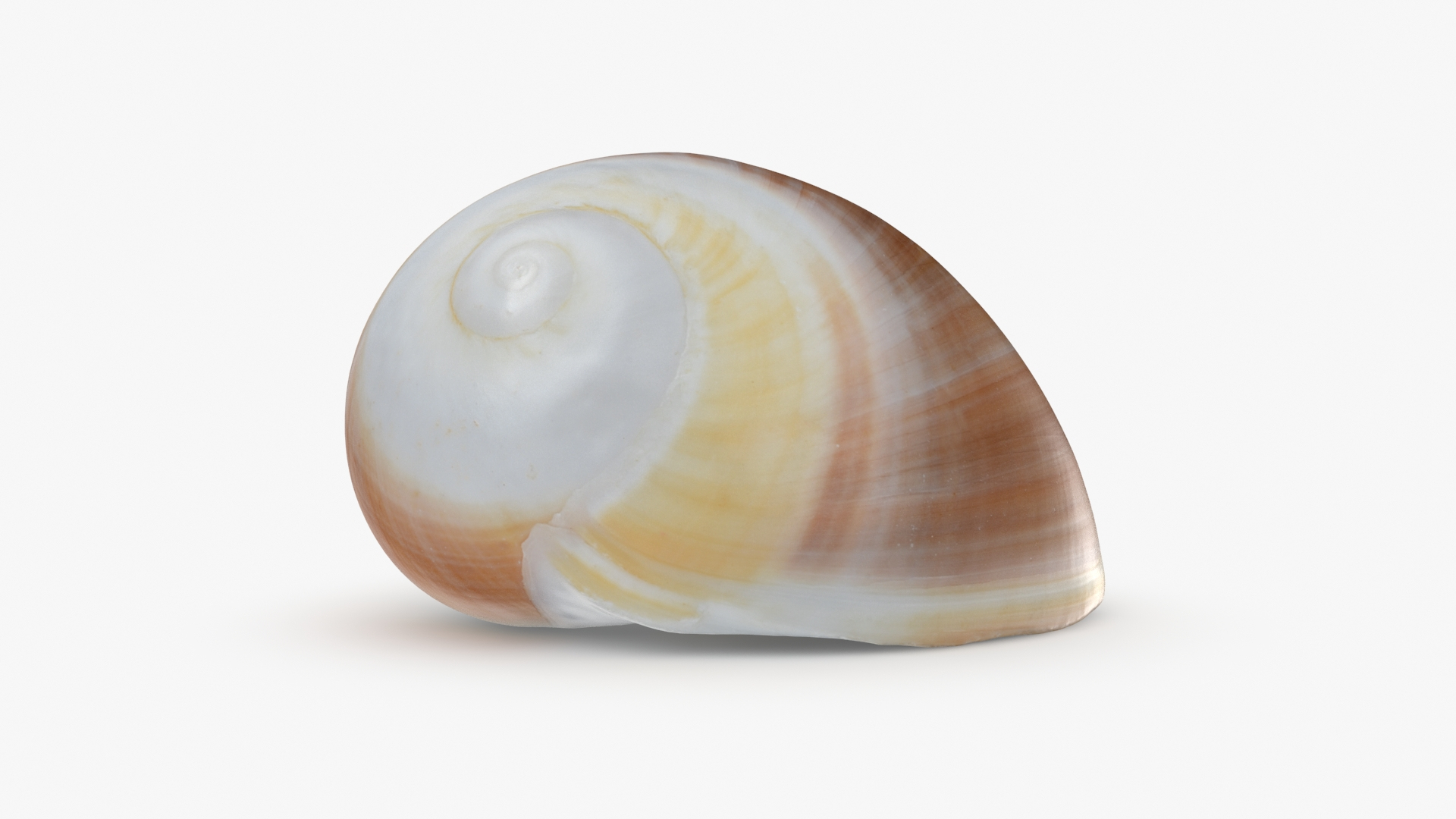 3D Natica Vitellus - TurboSquid 2192984