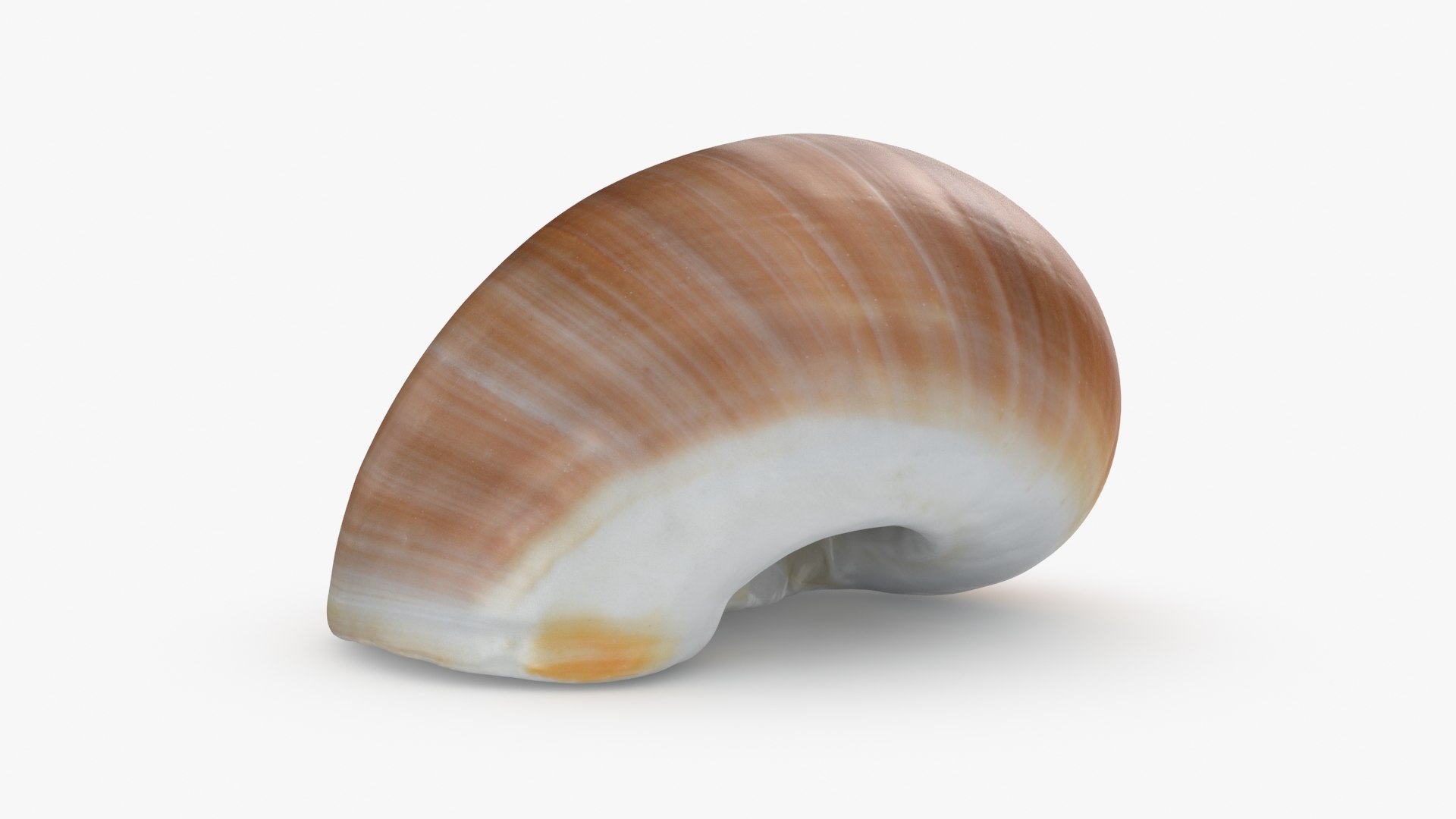 3D Natica Vitellus - TurboSquid 2192984