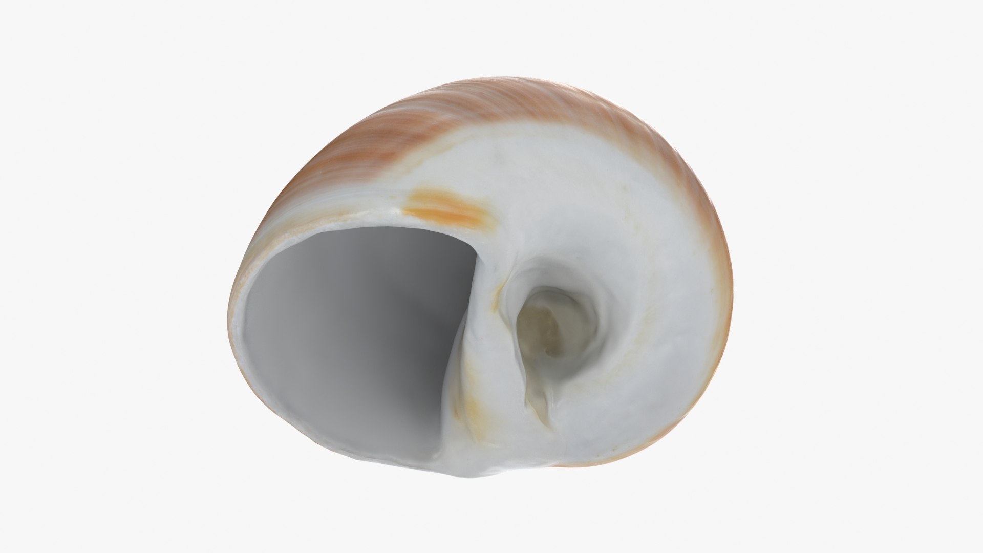 3D Natica Vitellus - TurboSquid 2192984