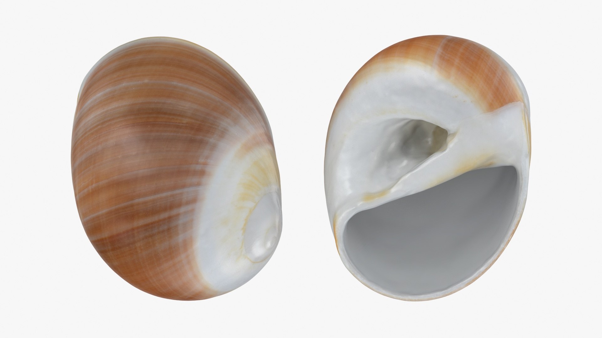 3D Natica Vitellus - TurboSquid 2192984