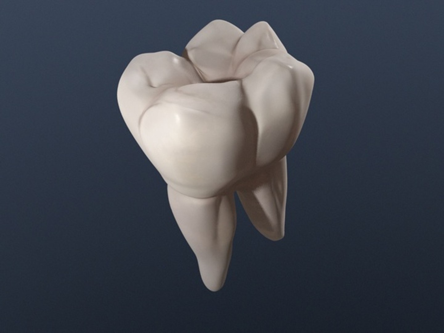 Lower Permanent Molar Lwo