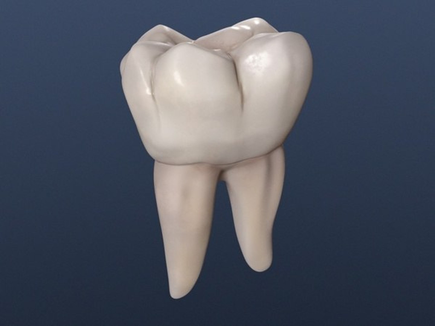 Lower Permanent Molar Lwo