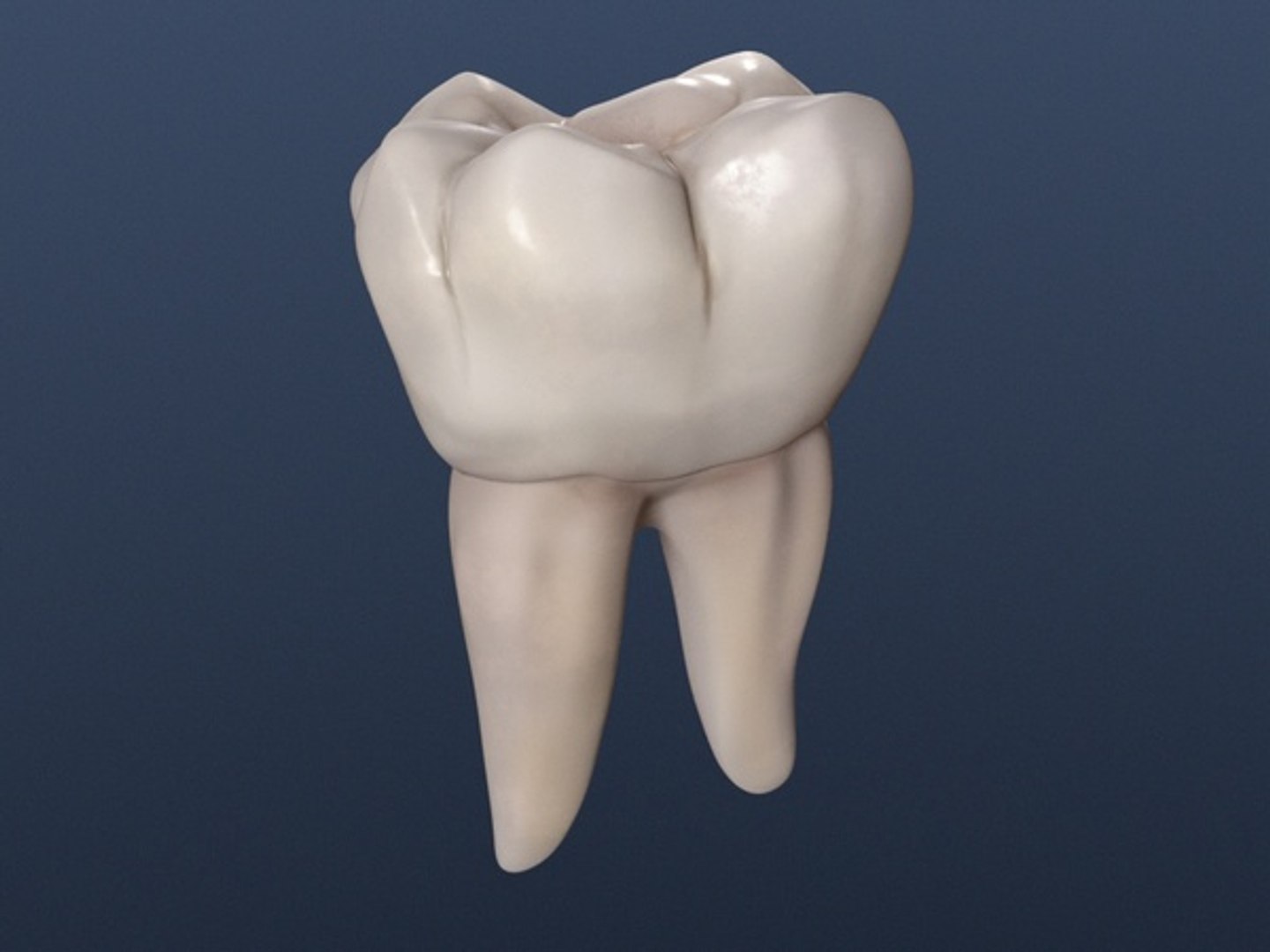 Lower Permanent Molar Lwo