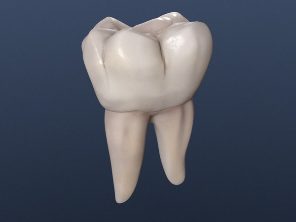 lower permanent molar lwo