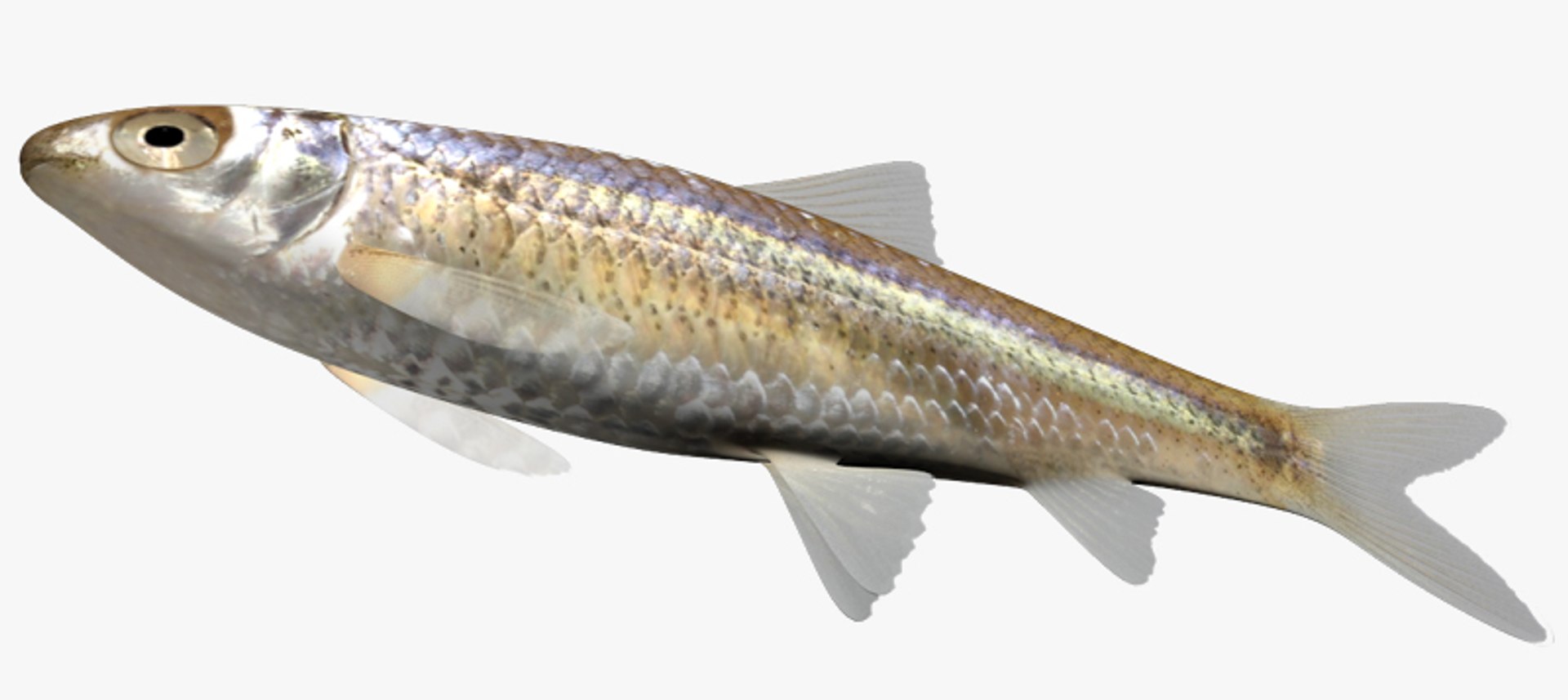 hybognathus nuchalis mississippi silvery 3d model