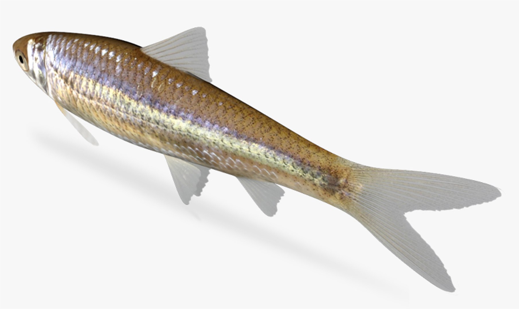 hybognathus nuchalis mississippi silvery 3d model