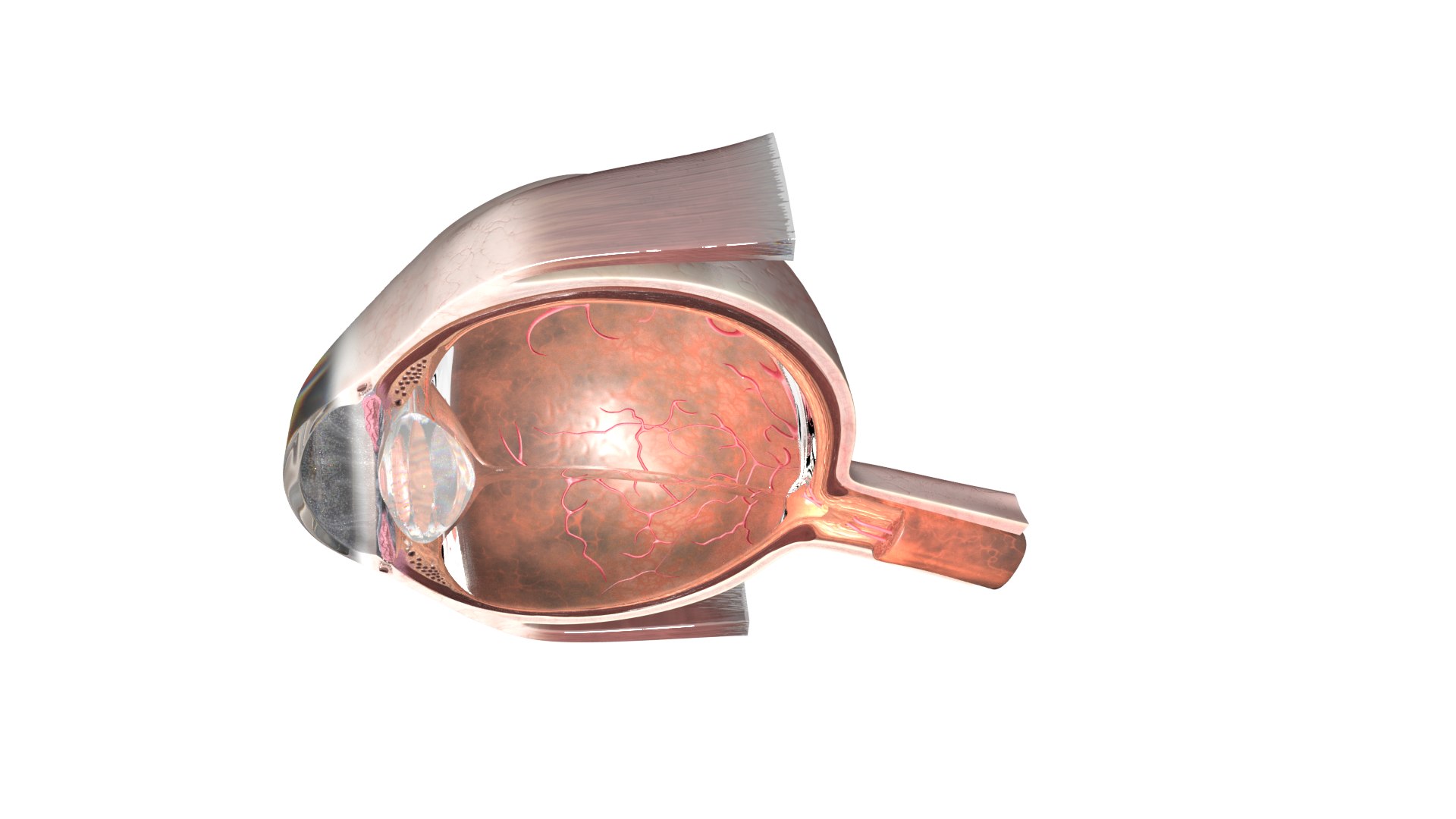 Anatomically Human Eye S 3D Model - TurboSquid 1460314