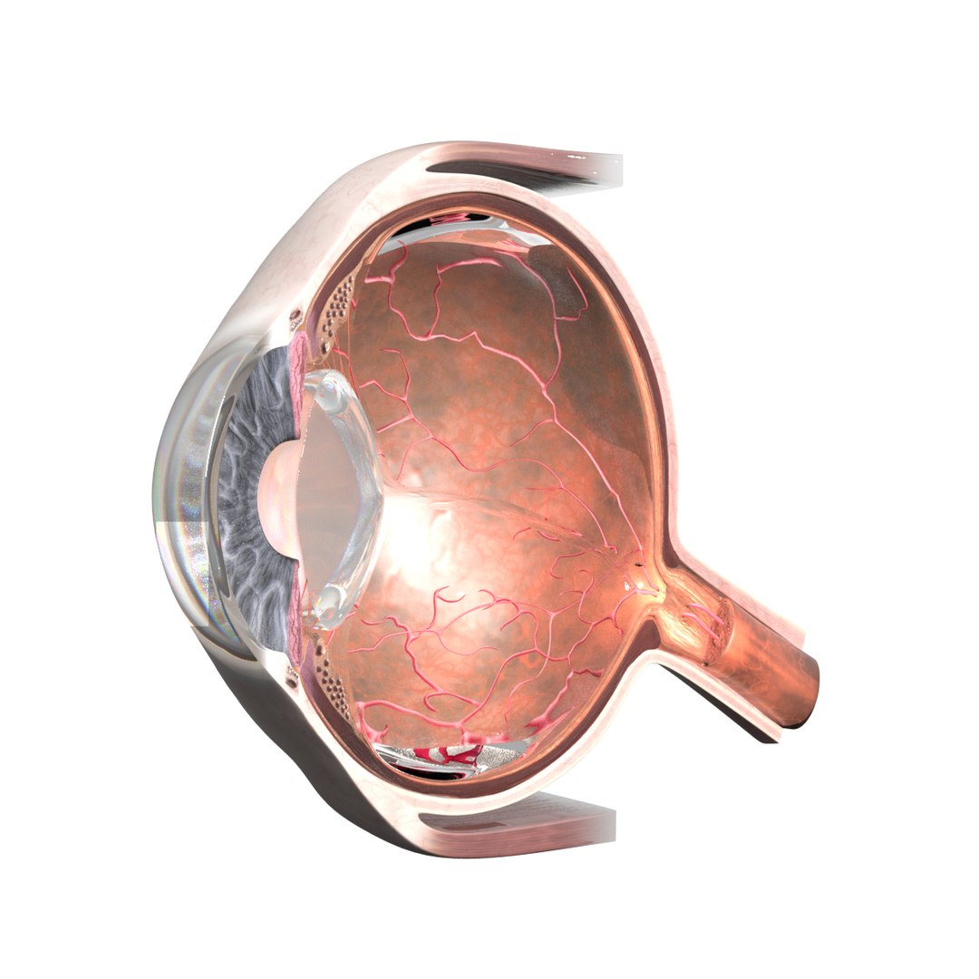Anatomically Human Eye S 3D Model - TurboSquid 1460314