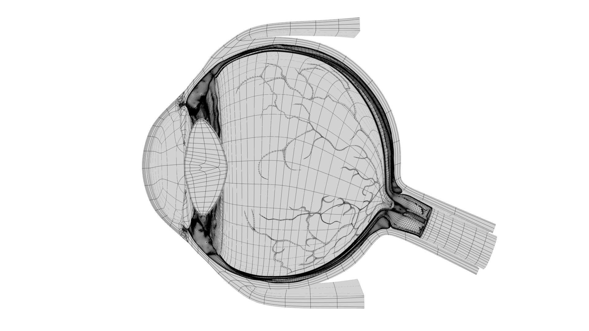 Anatomically Human Eye S 3D Model - TurboSquid 1460314