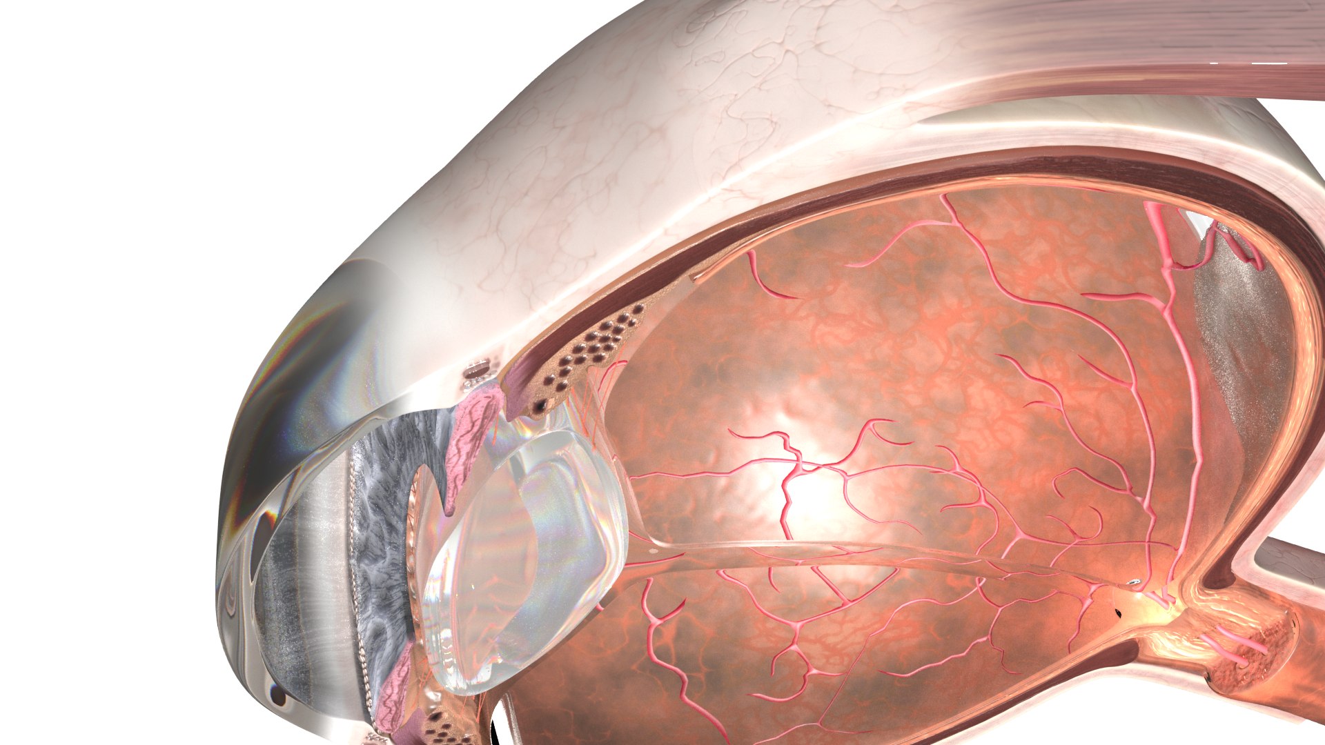 Anatomically Human Eye S 3D Model - TurboSquid 1460314