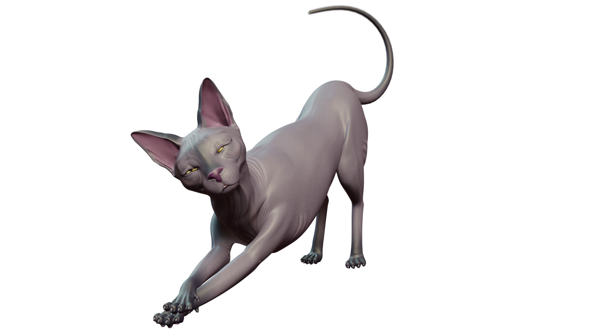 Sphynx cat 3D model - TurboSquid 1985805
