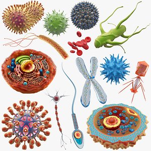 3D Microscopic Anatomy Models - Browse & Download Formats - TurboSquid