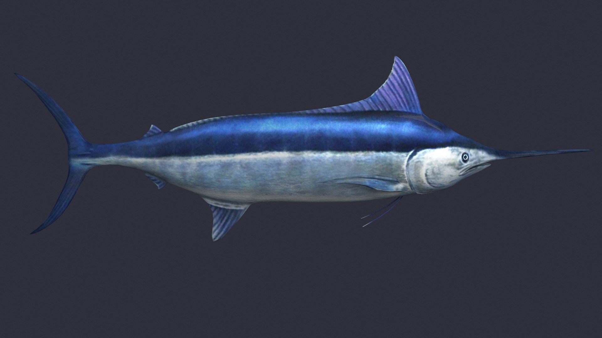 3D swordfish marlin ocean sea fish swim fast model - TurboSquid 2159991