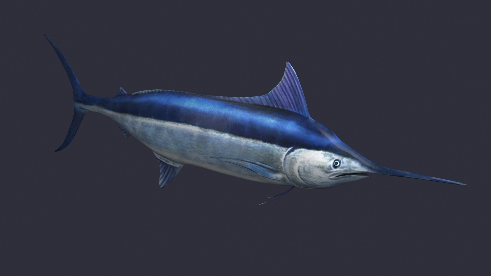 3D swordfish marlin ocean sea fish swim fast model - TurboSquid 2159991