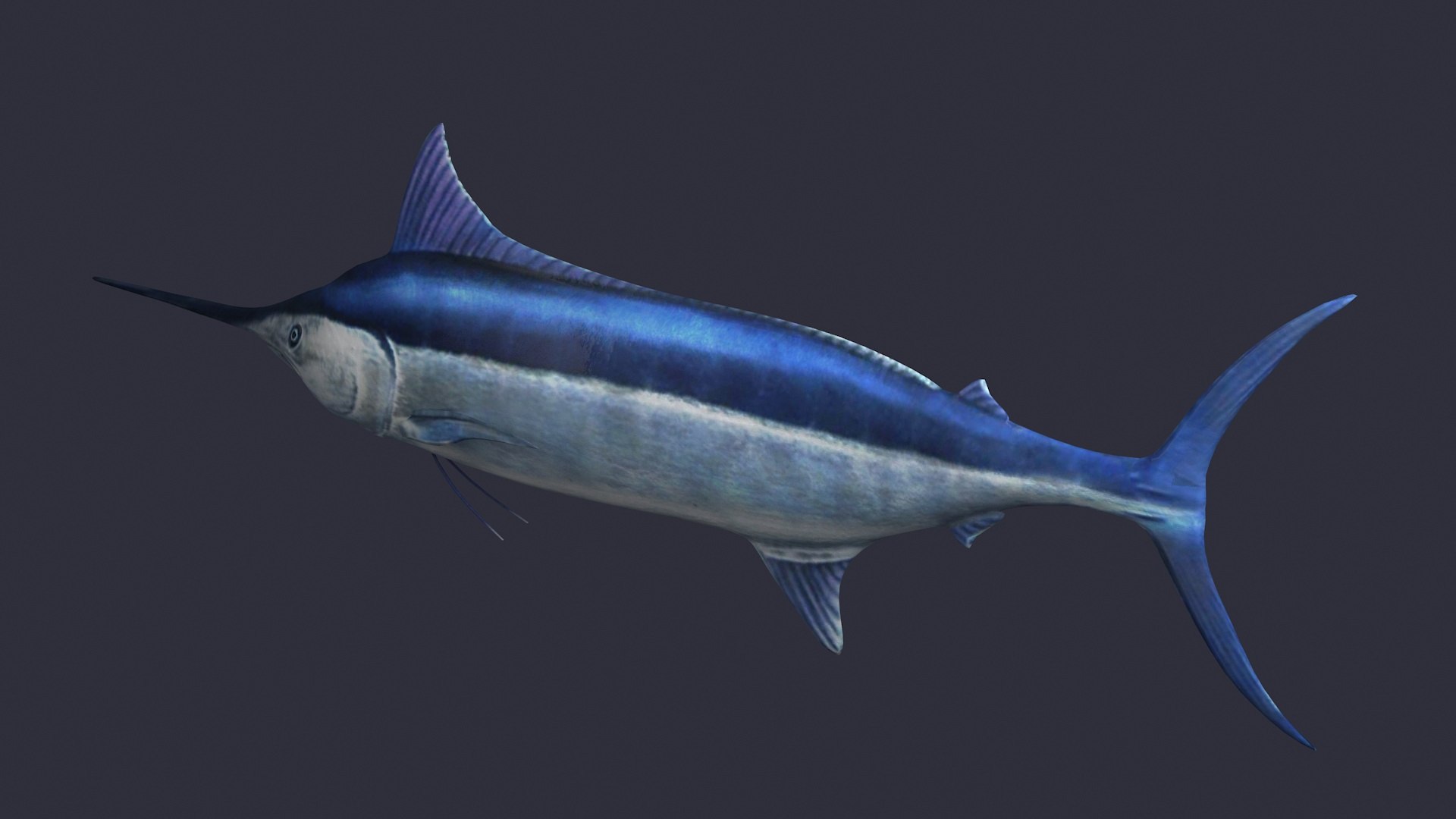 3D swordfish marlin ocean sea fish swim fast model - TurboSquid 2159991