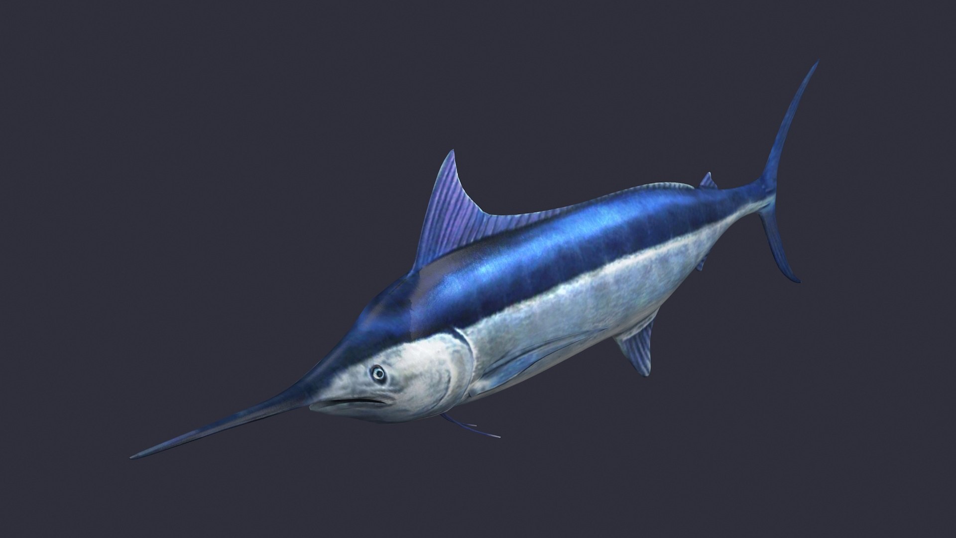 3D swordfish marlin ocean sea fish swim fast model - TurboSquid 2159991