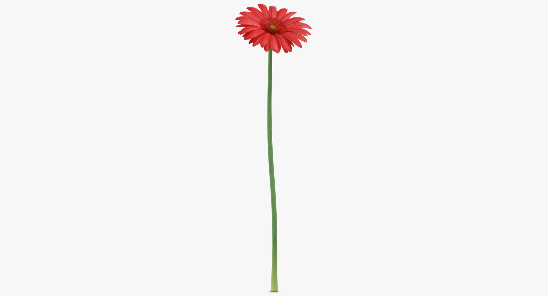 Gerbera Photorealistic 3D Model - TurboSquid 1441874