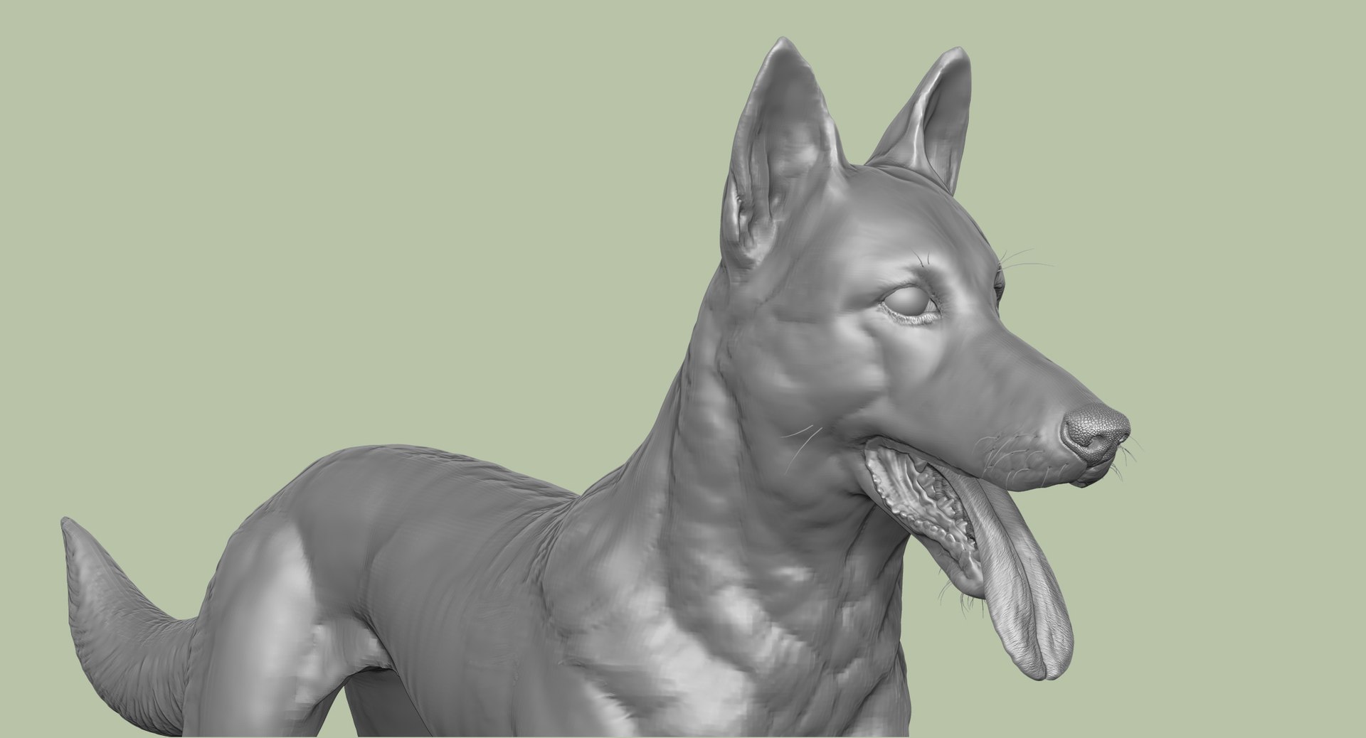 belgian malinois shepherd dog 3d model