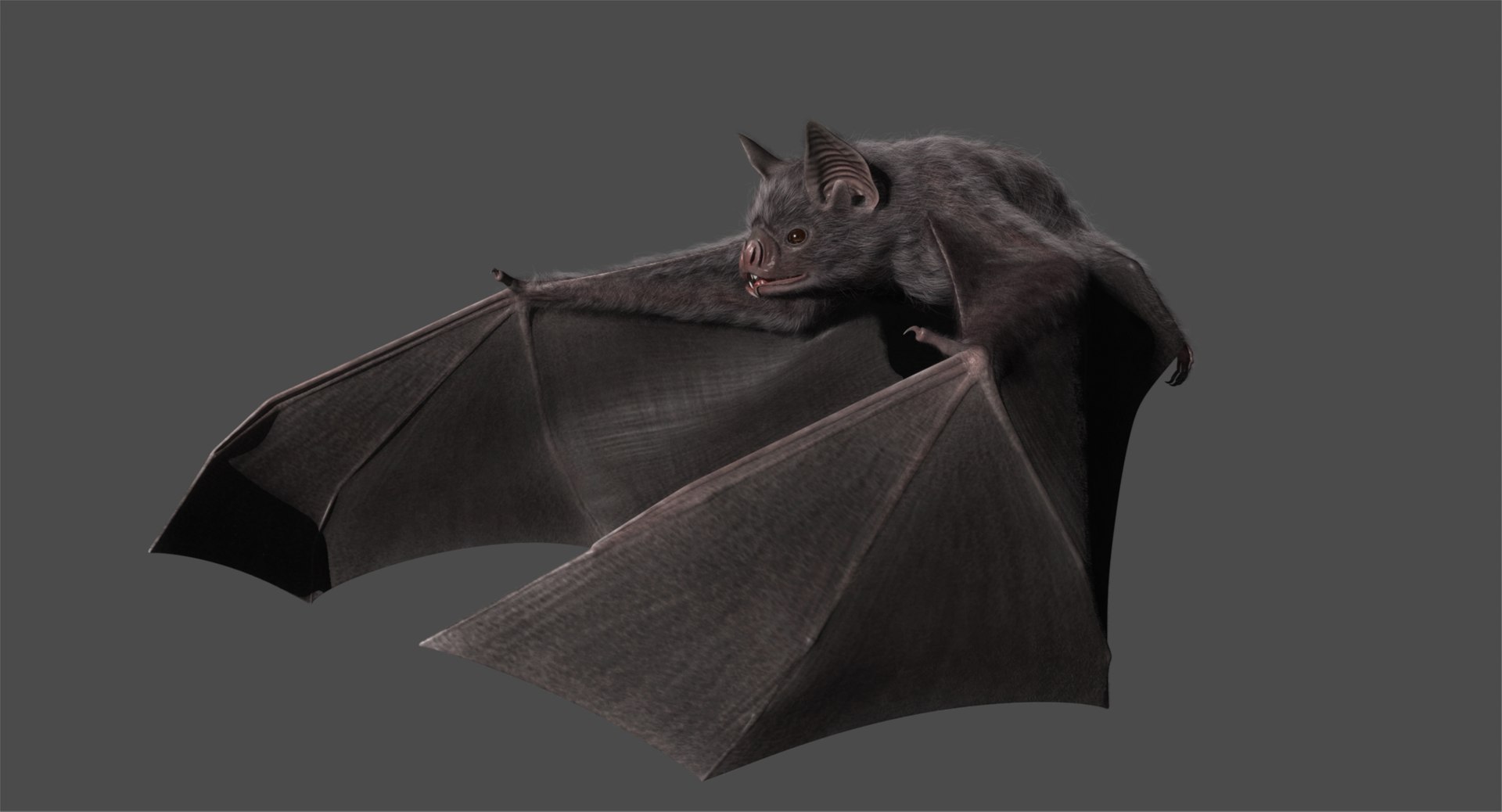 vampire bat 3d model