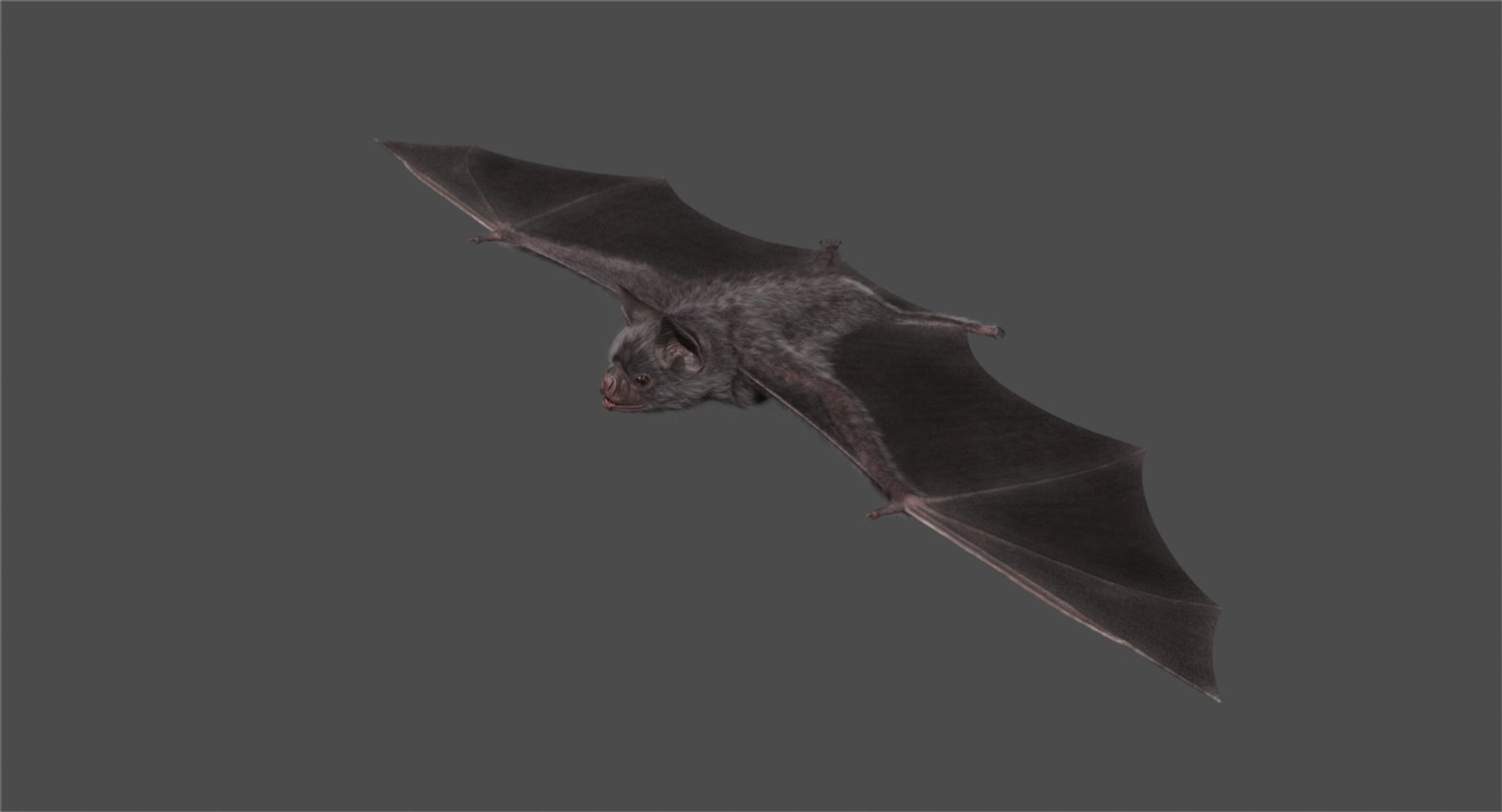 vampire bat 3d model