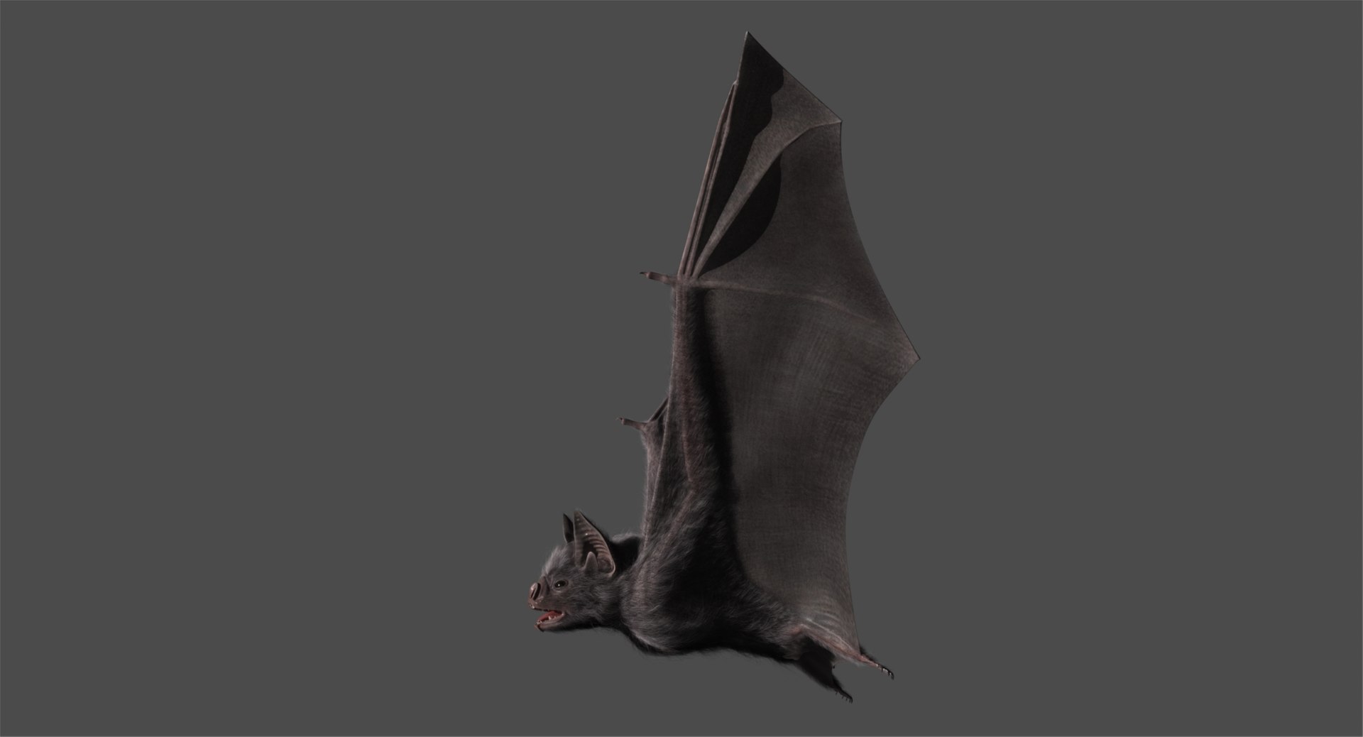 vampire bat 3d model