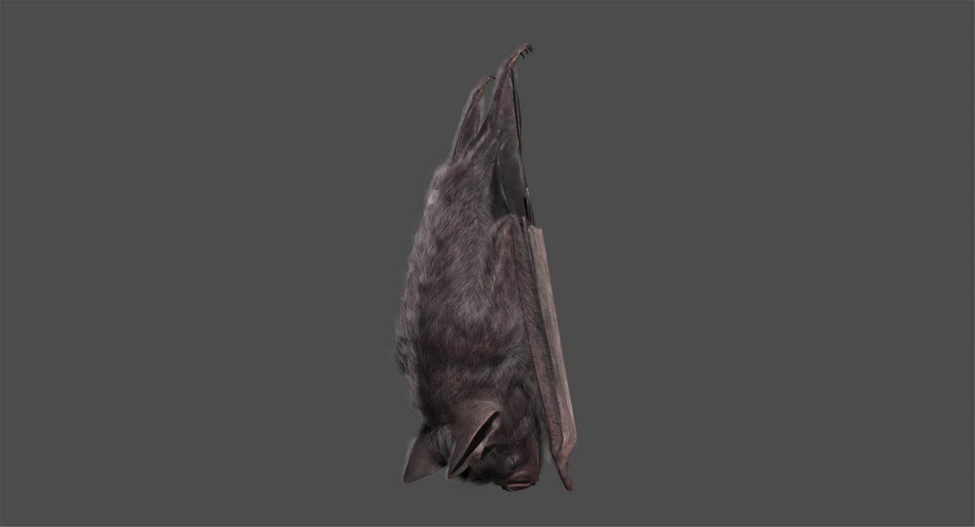 vampire bat 3d model