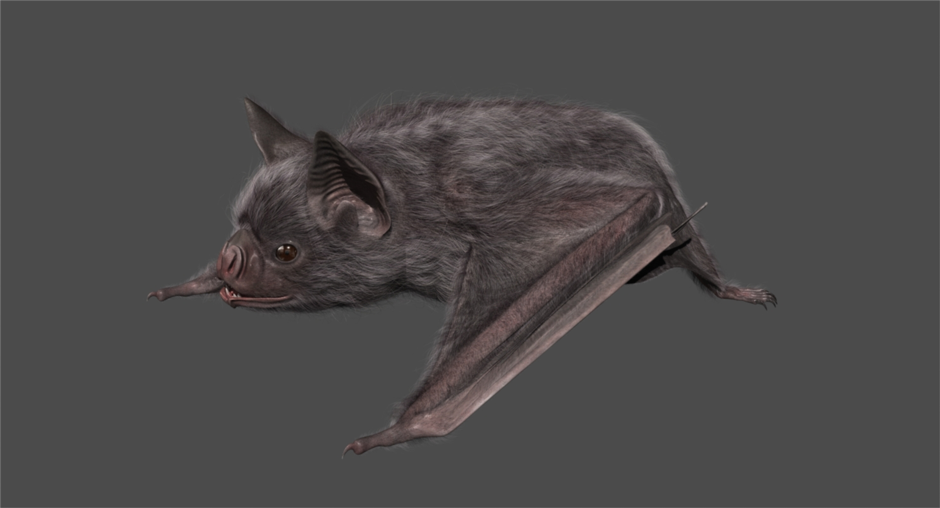 Vampire Bat 3d Model 3d Model Vampire Vampire Bat With Fur (Rigged)