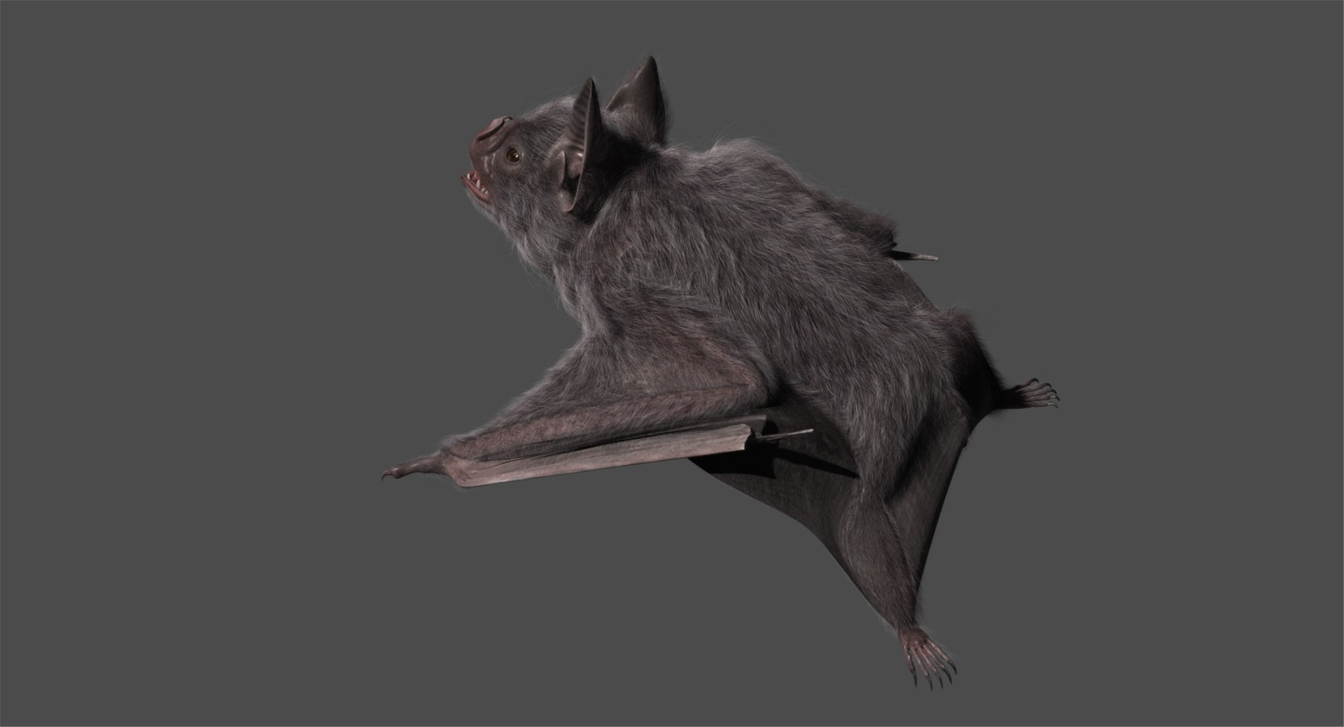 vampire bat 3d model