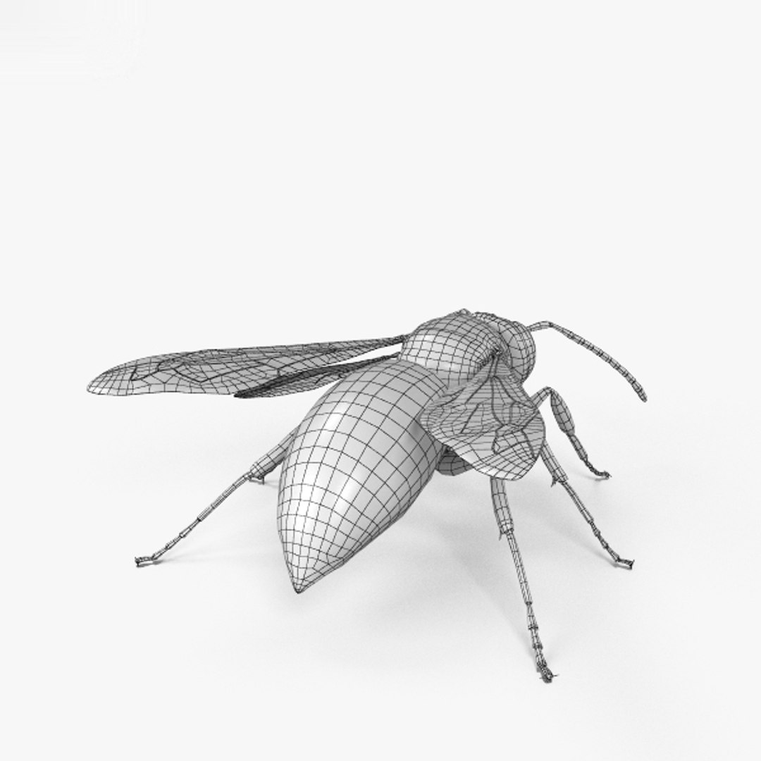 European wasp 3D model - TurboSquid 1485925