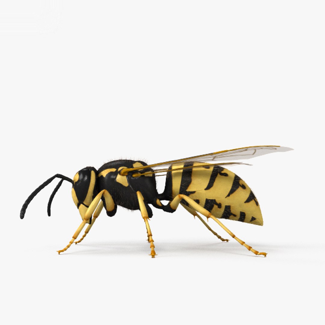 European wasp 3D model - TurboSquid 1485925