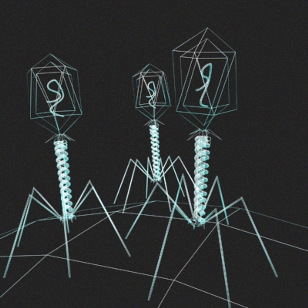 Bacteriophage virus 3D model - TurboSquid 343109