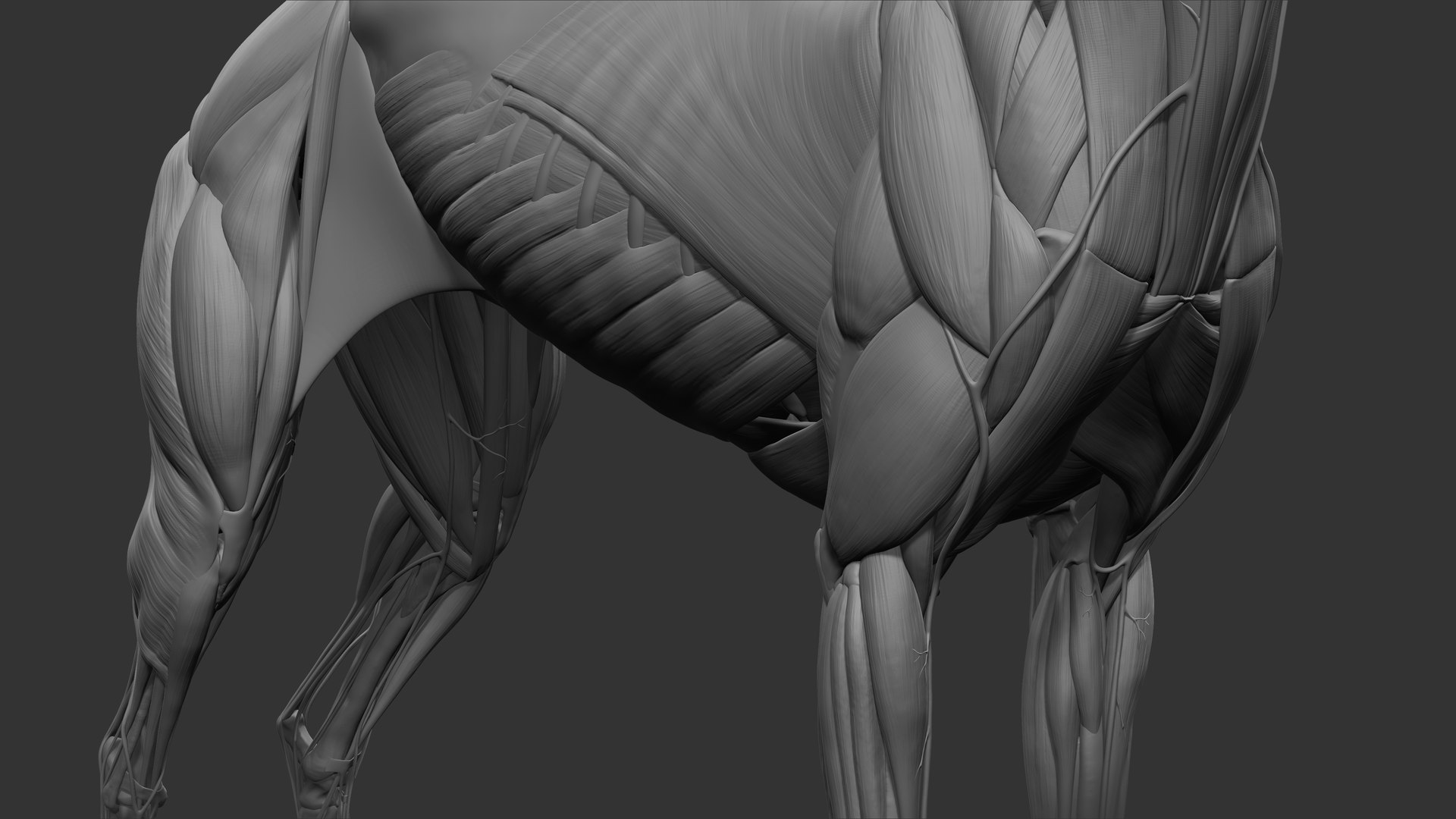 Dog Anatomy Muscle Simulation 3D Model - TurboSquid 2284618