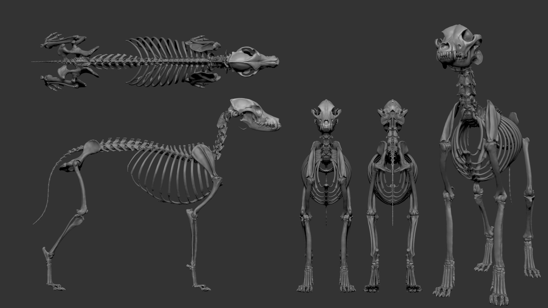 Dog Anatomy Muscle Simulation 3D Model - TurboSquid 2284618