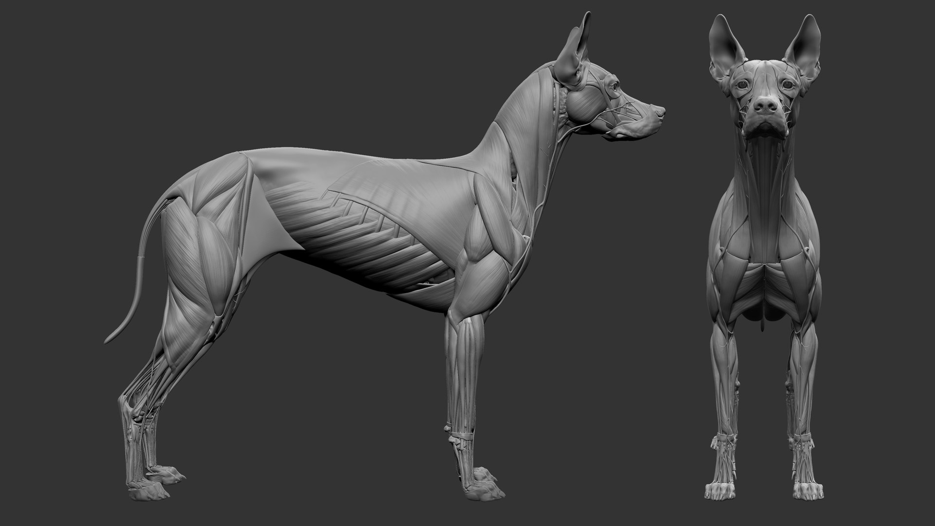 Dog Anatomy Muscle Simulation 3D Model - TurboSquid 2284618