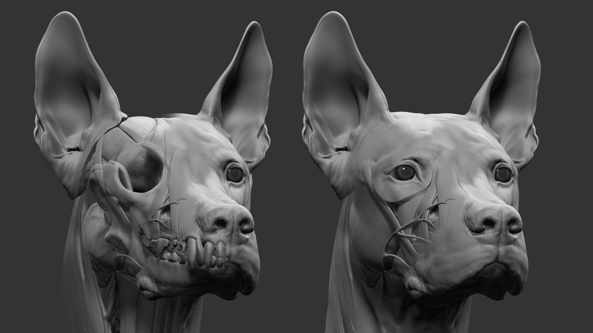 Dog Anatomy Muscle Simulation 3D Model - TurboSquid 2284618