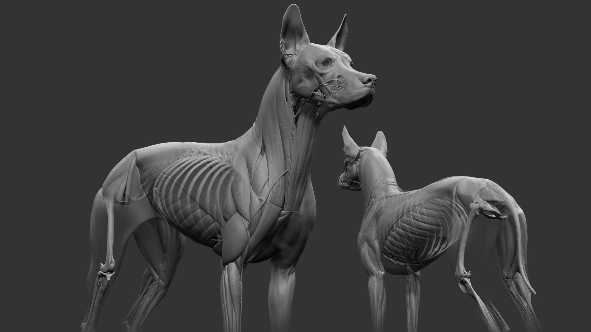 Dog Anatomy Muscle Simulation 3D Model - TurboSquid 2284618