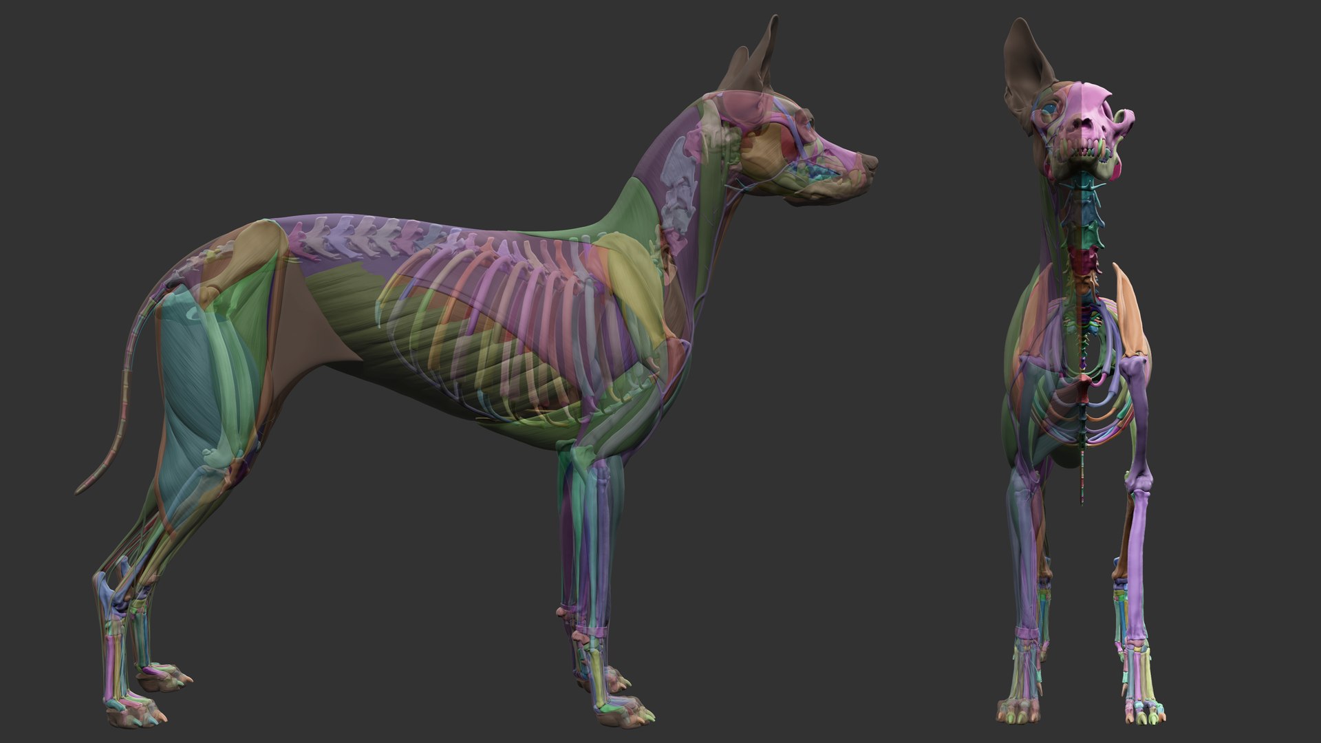 Dog Anatomy Muscle Simulation 3D Model - TurboSquid 2284618