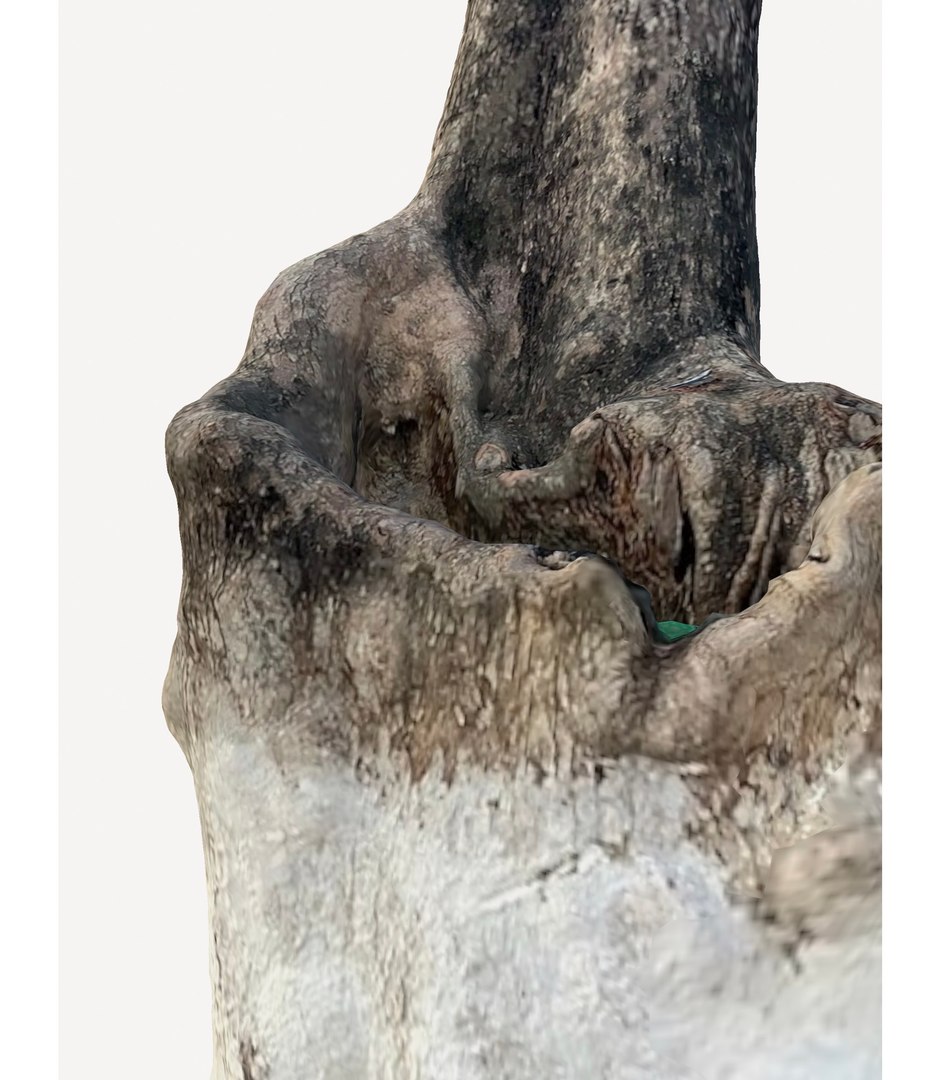 3D Tree Trunk - TurboSquid 2084607