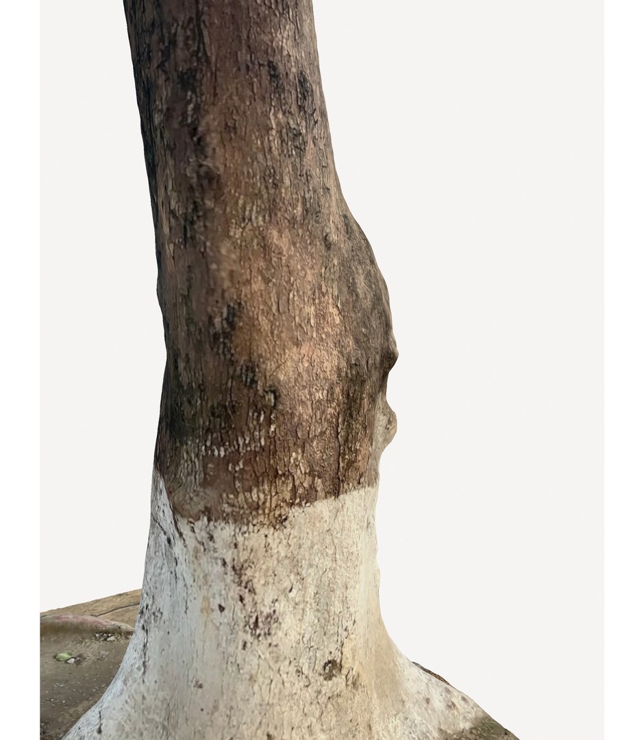 3D Tree Trunk - TurboSquid 2084607