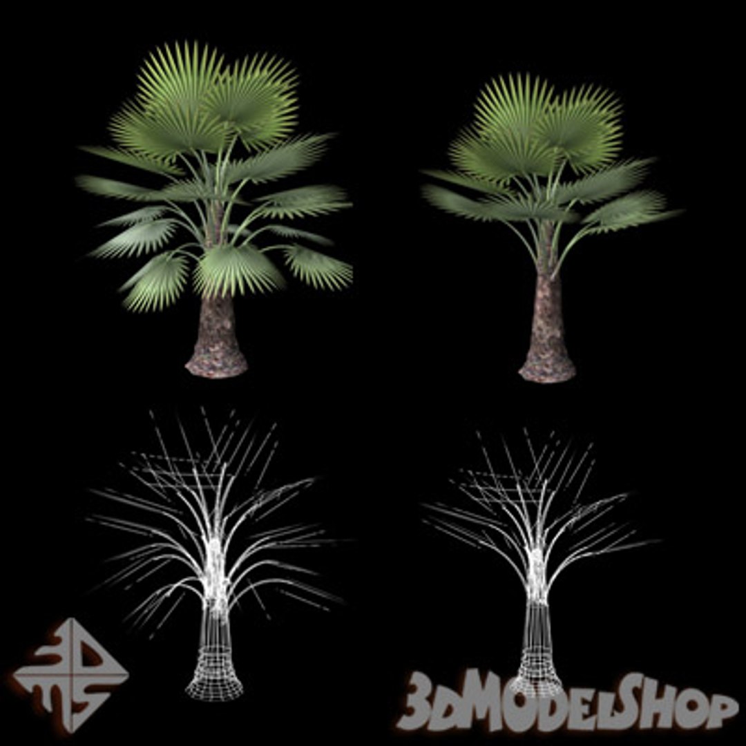 3d Model Palm Tree