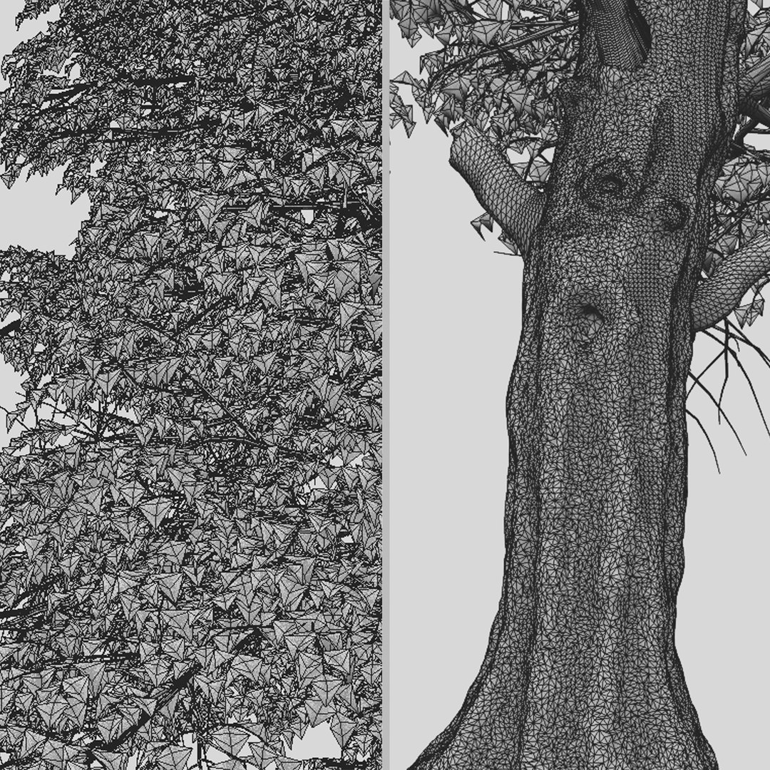 Set Of White Alder Or Alnus Rhombifolia Tree -2Trees 3D - TurboSquid ...