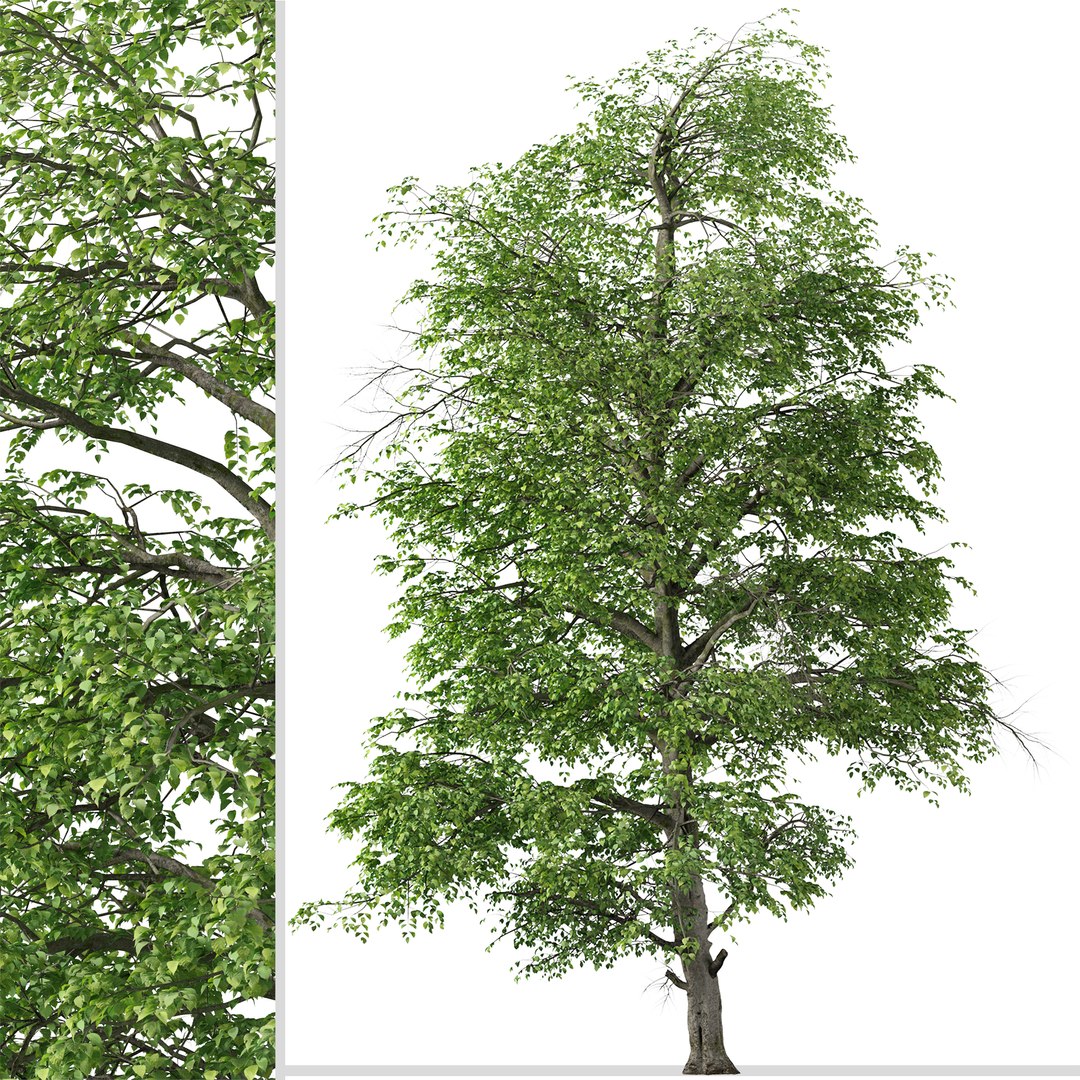 Set Of White Alder Or Alnus Rhombifolia Tree -2Trees 3D - TurboSquid ...