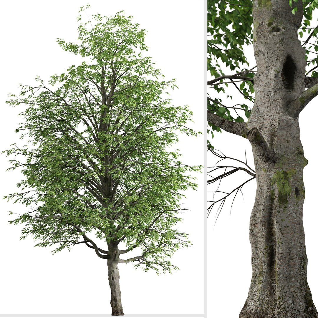 Set Of White Alder Or Alnus Rhombifolia Tree -2Trees 3D - TurboSquid ...